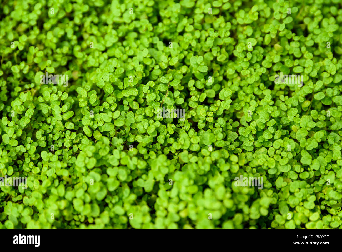 Green Angel Tear Plant Or Pollyanna Vine (Soleirolia Soleirolii ...