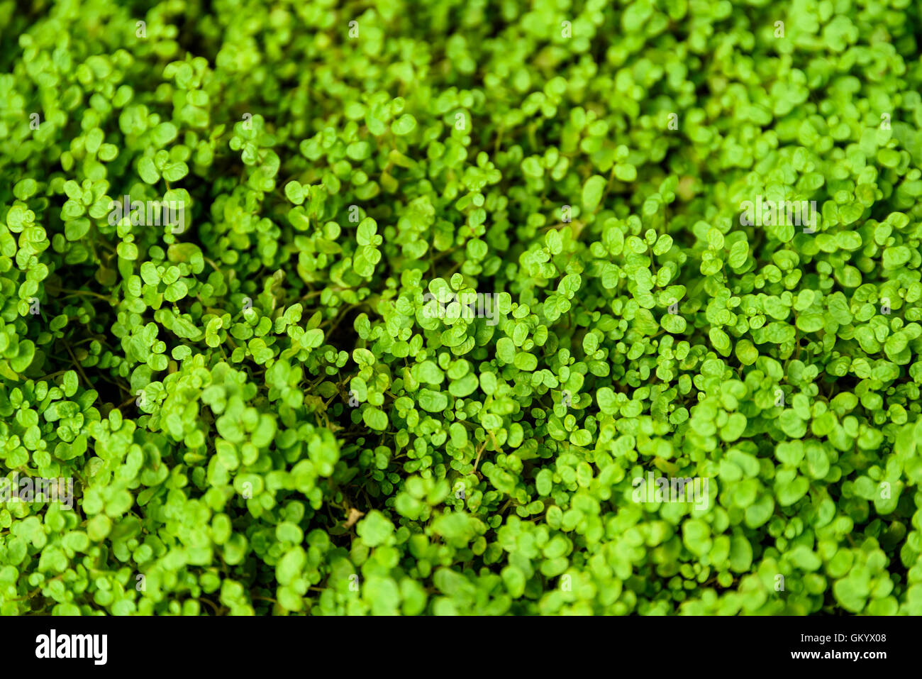 Green Angel Tear Plant Or Pollyanna Vine (Soleirolia Soleirolii ...
