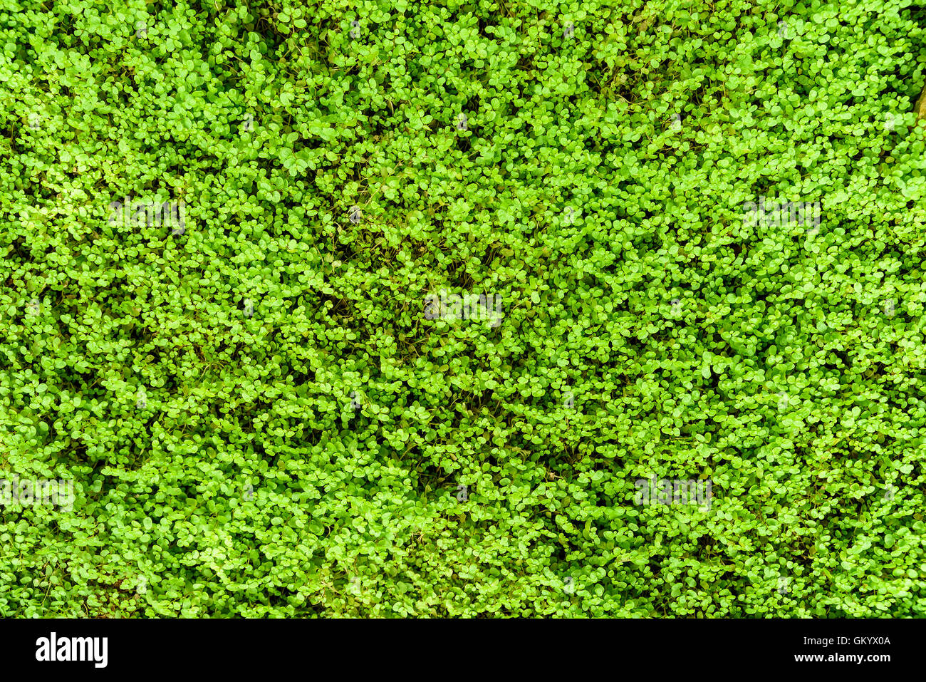 Green Angel Tear Plant Or Pollyanna Vine (Soleirolia Soleirolii ...