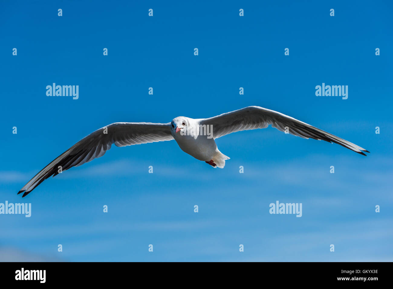 Agressive seagull hi-res stock photography and images - Alamy