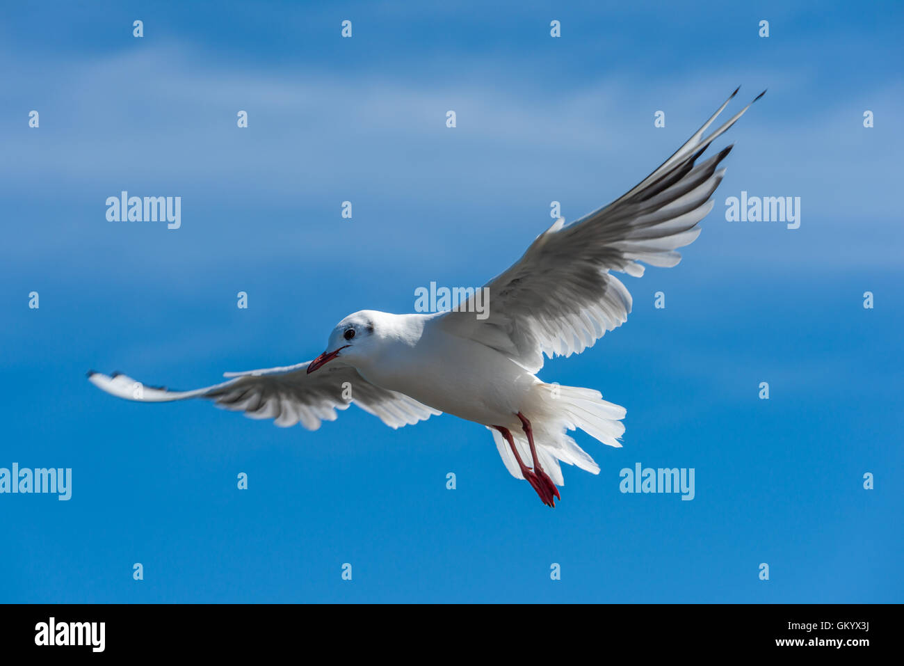 Agressive seagull hi-res stock photography and images - Alamy