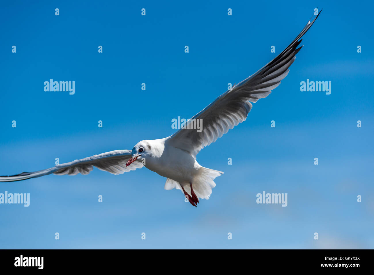 Agressive seagull hi-res stock photography and images - Alamy