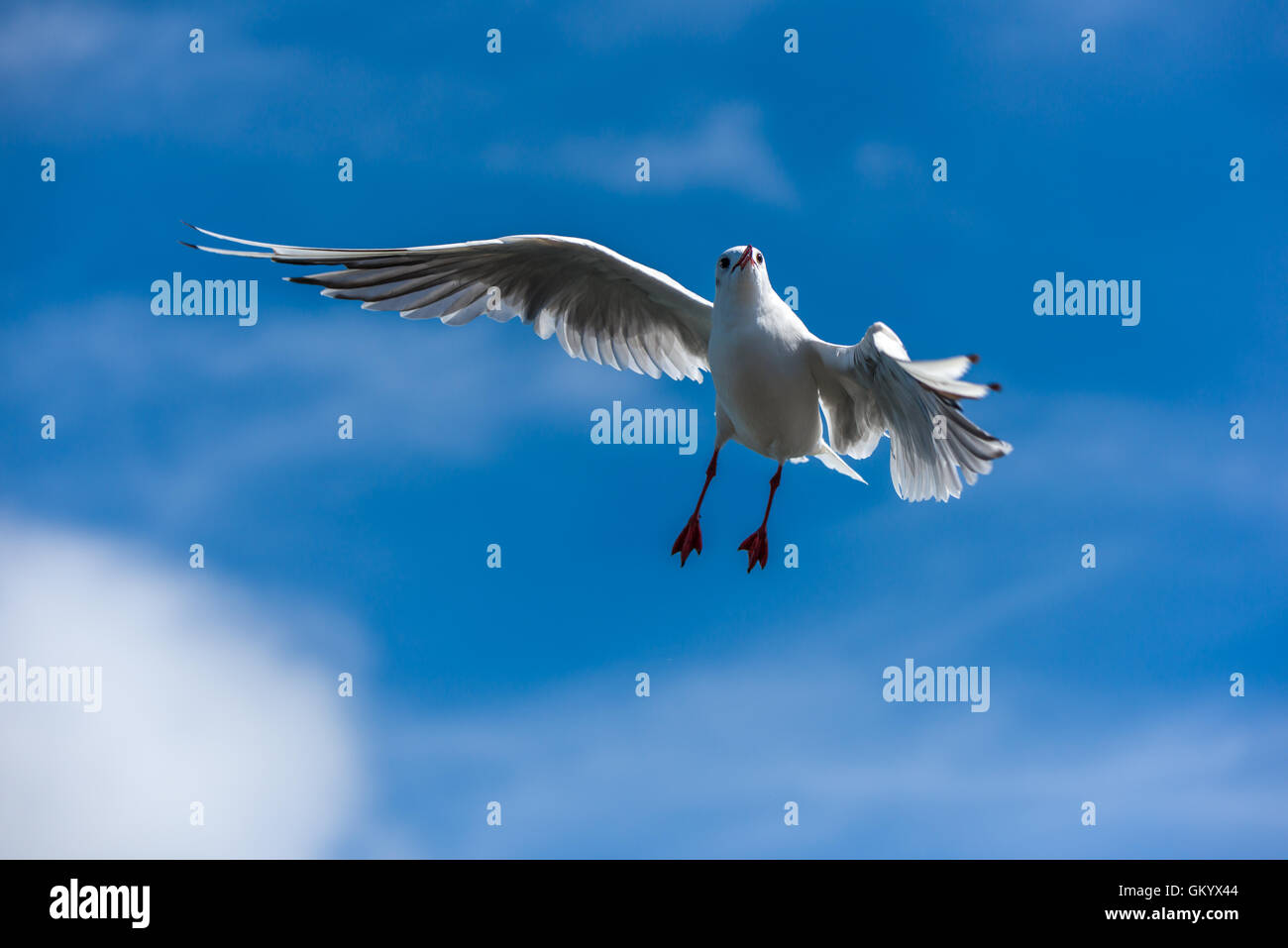 Native seagull hi-res stock photography and images - Alamy