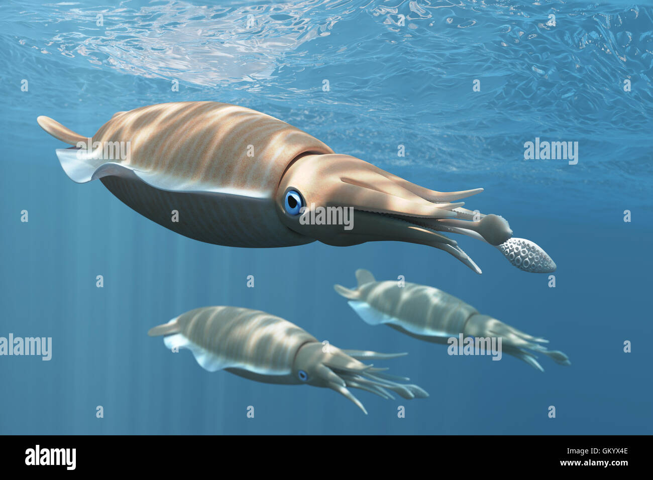 Octopus locomotion hi-res stock photography and images - Alamy