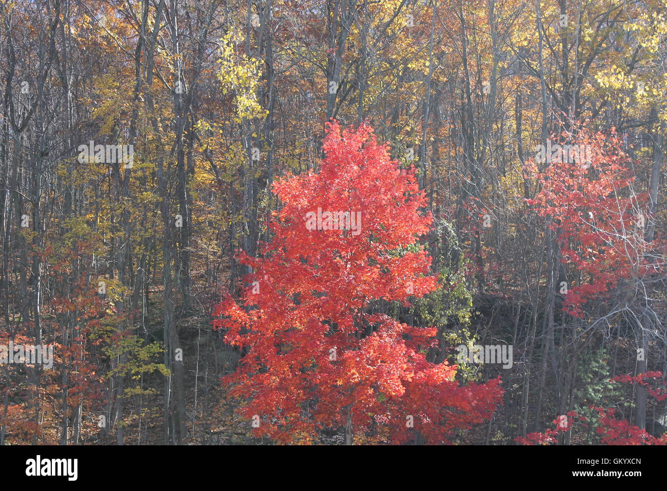 A beautiful autumn forest, with a bright red tree Stock Photo - Alamy