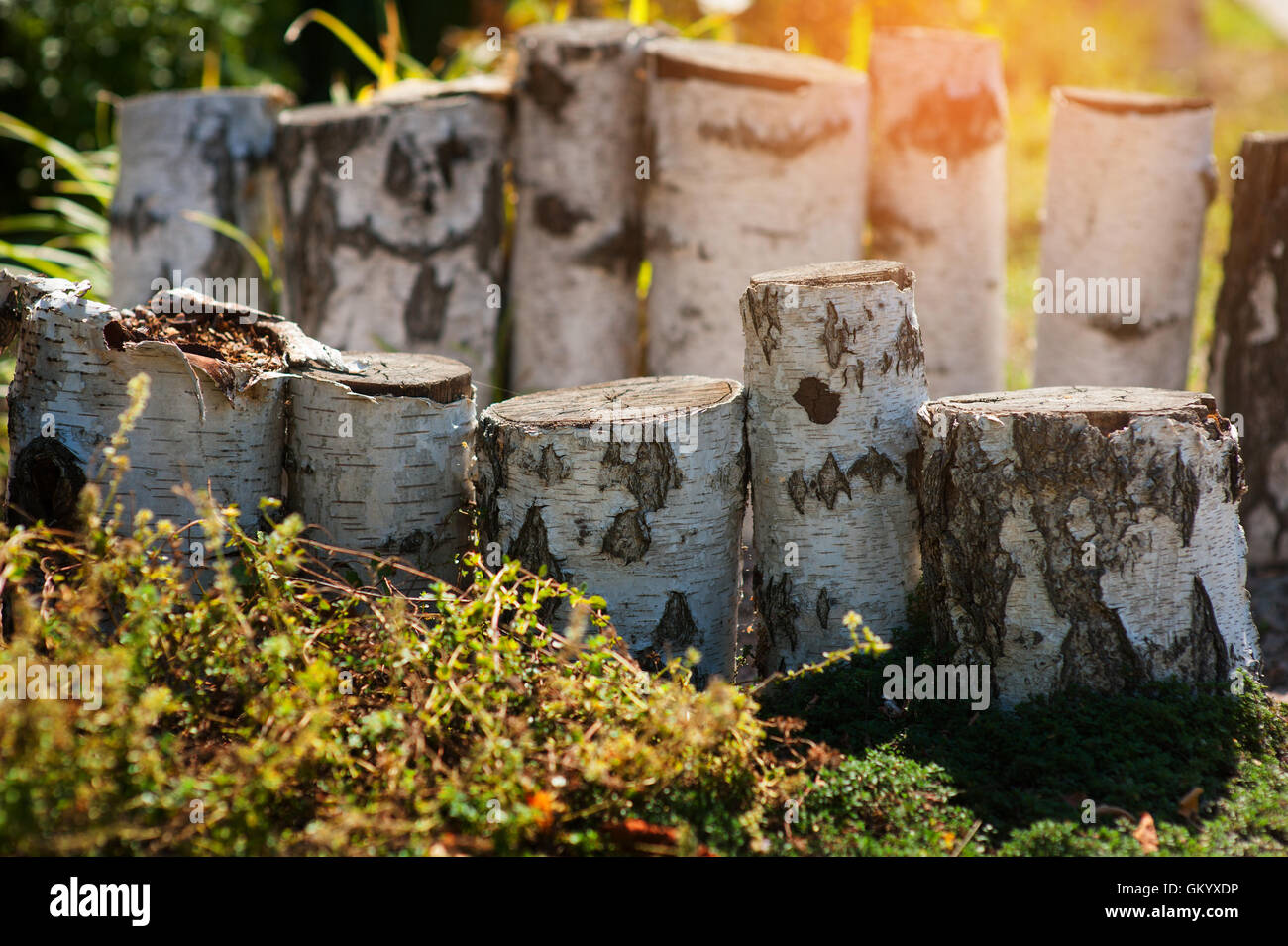 birch wooden stumps for landscape decoration in the park Stock Photo ...