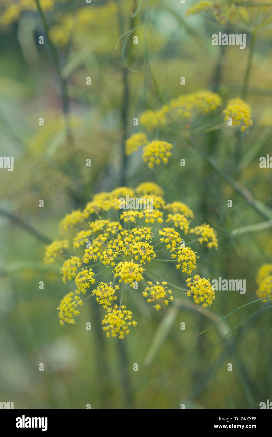 Herbs flowers hi-res stock photography and images - Alamy
