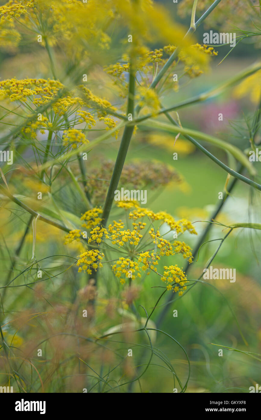 Herbs flowers hi-res stock photography and images - Alamy