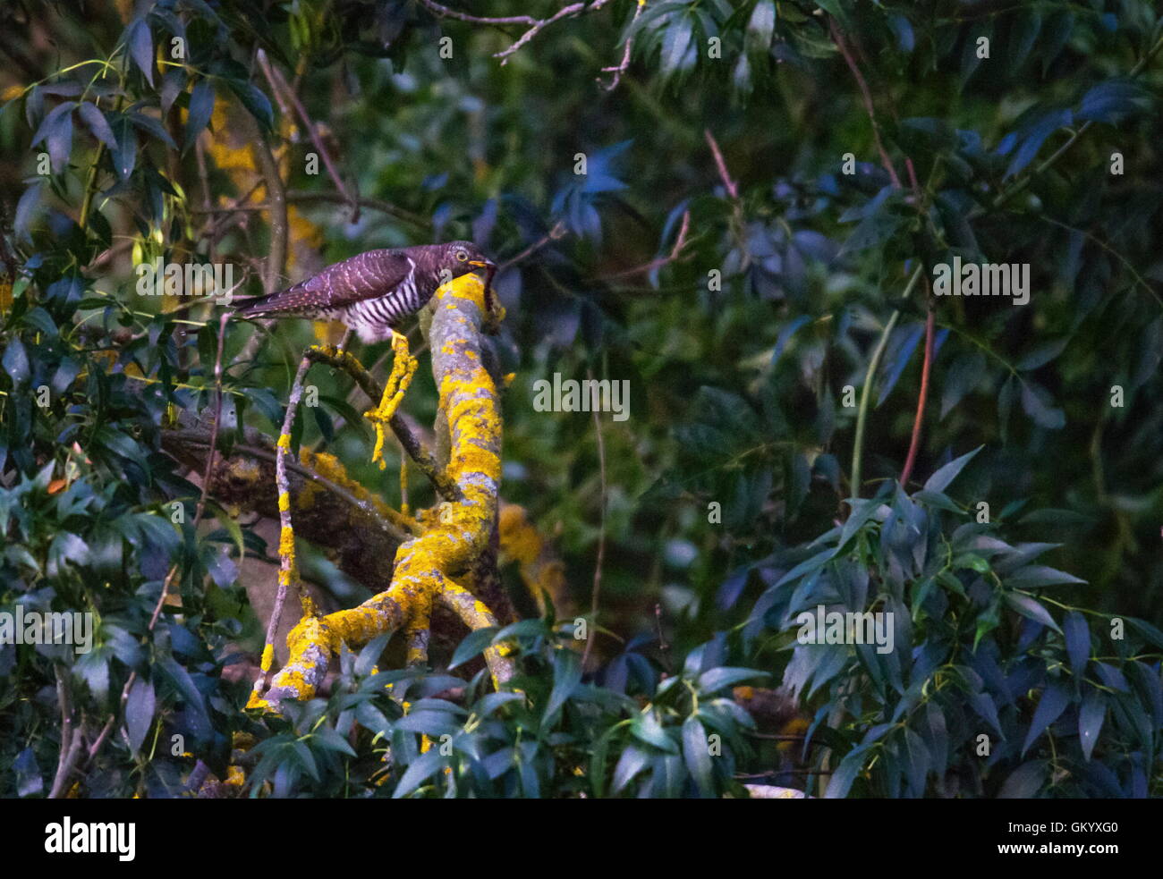 Cuckoo, Cuculus canorus on a branch in the woods Stock Photo - Alamy