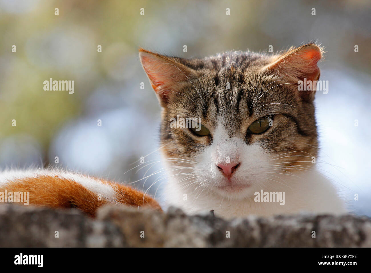 Disapproving Cat Disapproves