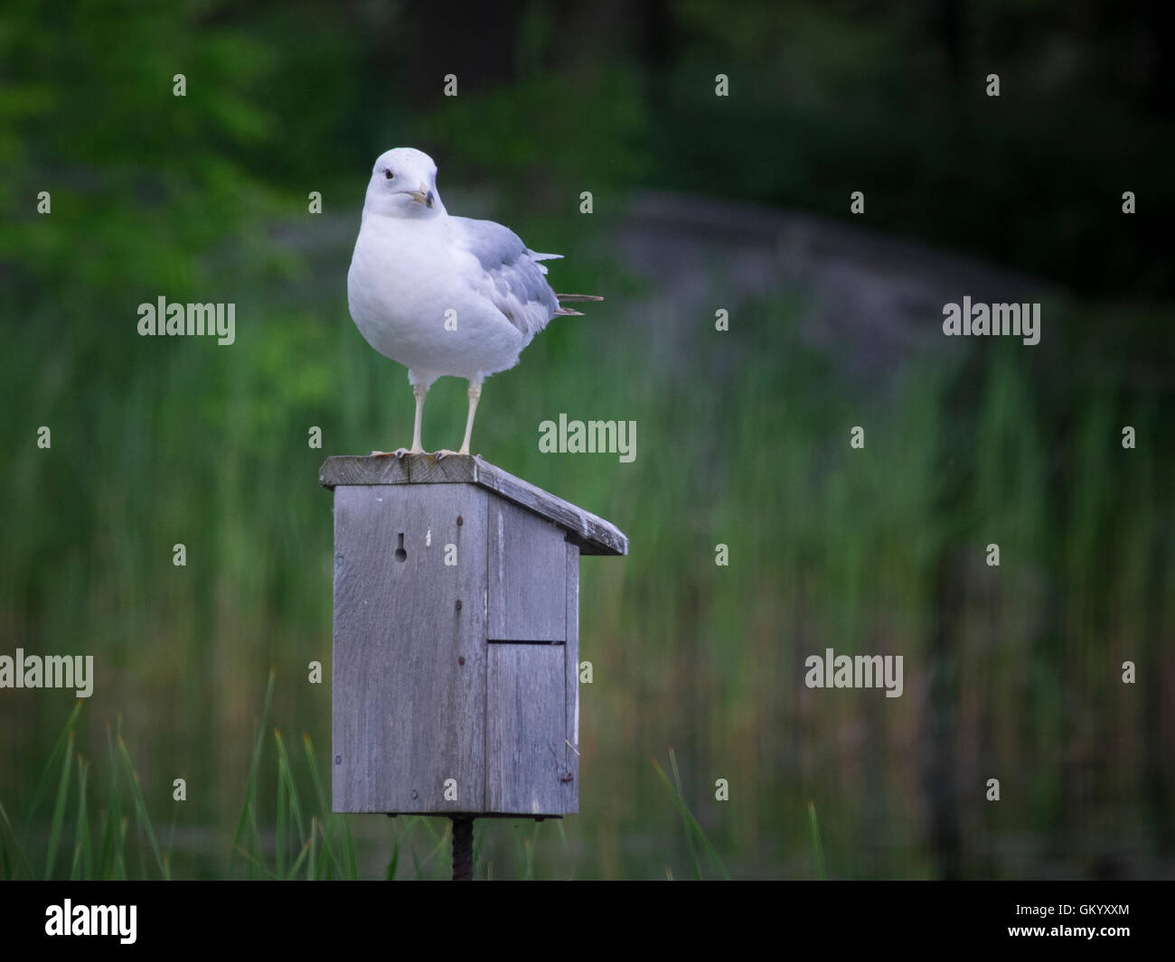 Gull standing on a nesting house Stock Photo - Alamy