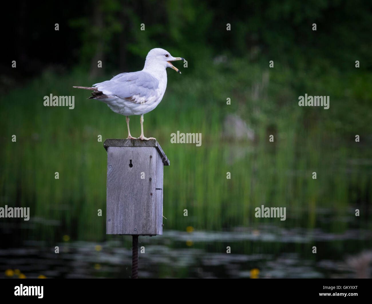 Gull on nesting house Stock Photo - Alamy