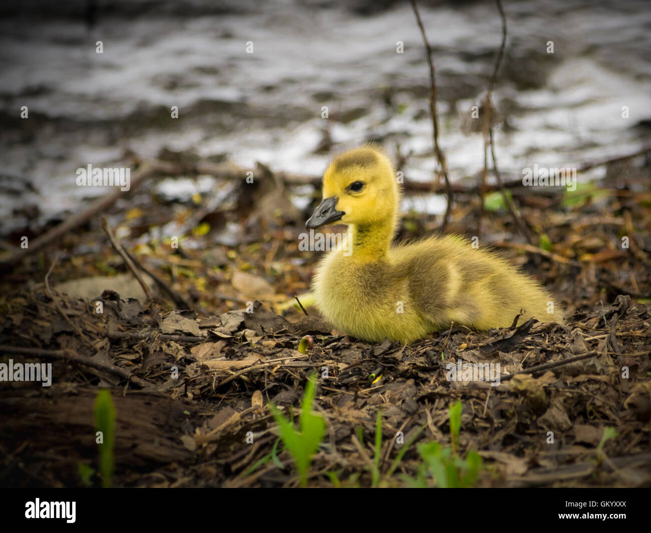 Cute baby goose on ground Stock Photo - Alamy