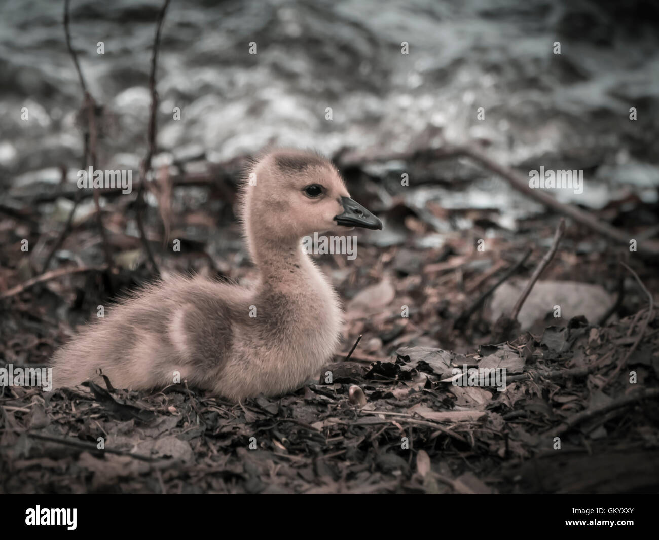 Cute baby goose on ground Stock Photo - Alamy