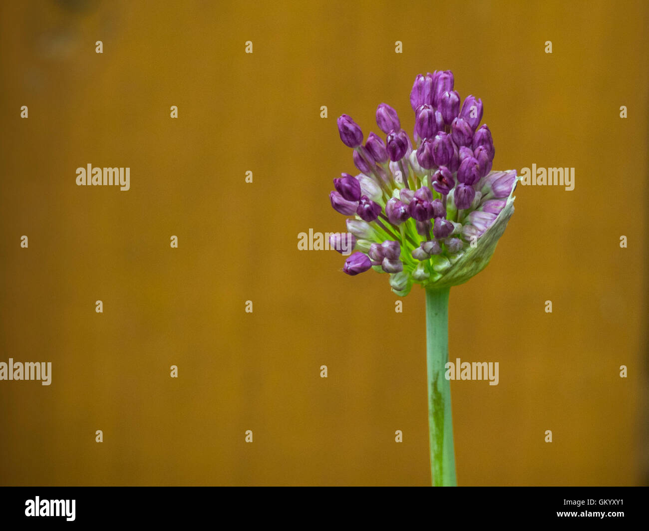 Alium flower starting to bloom Stock Photo - Alamy