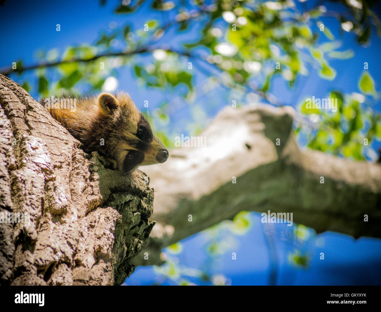 Raccoon in a tree Stock Photo - Alamy