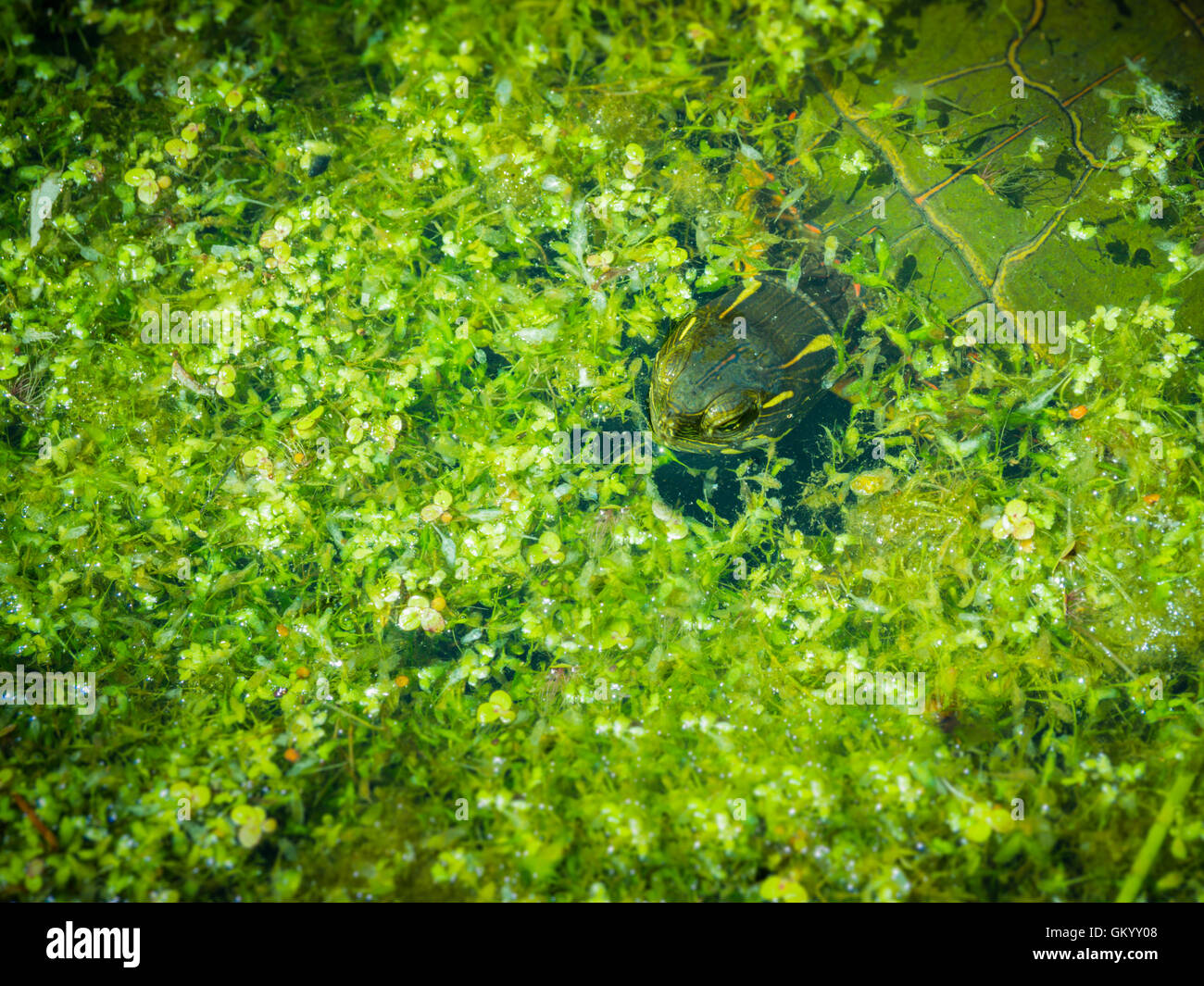 Turtle's head coming out of water Stock Photo - Alamy