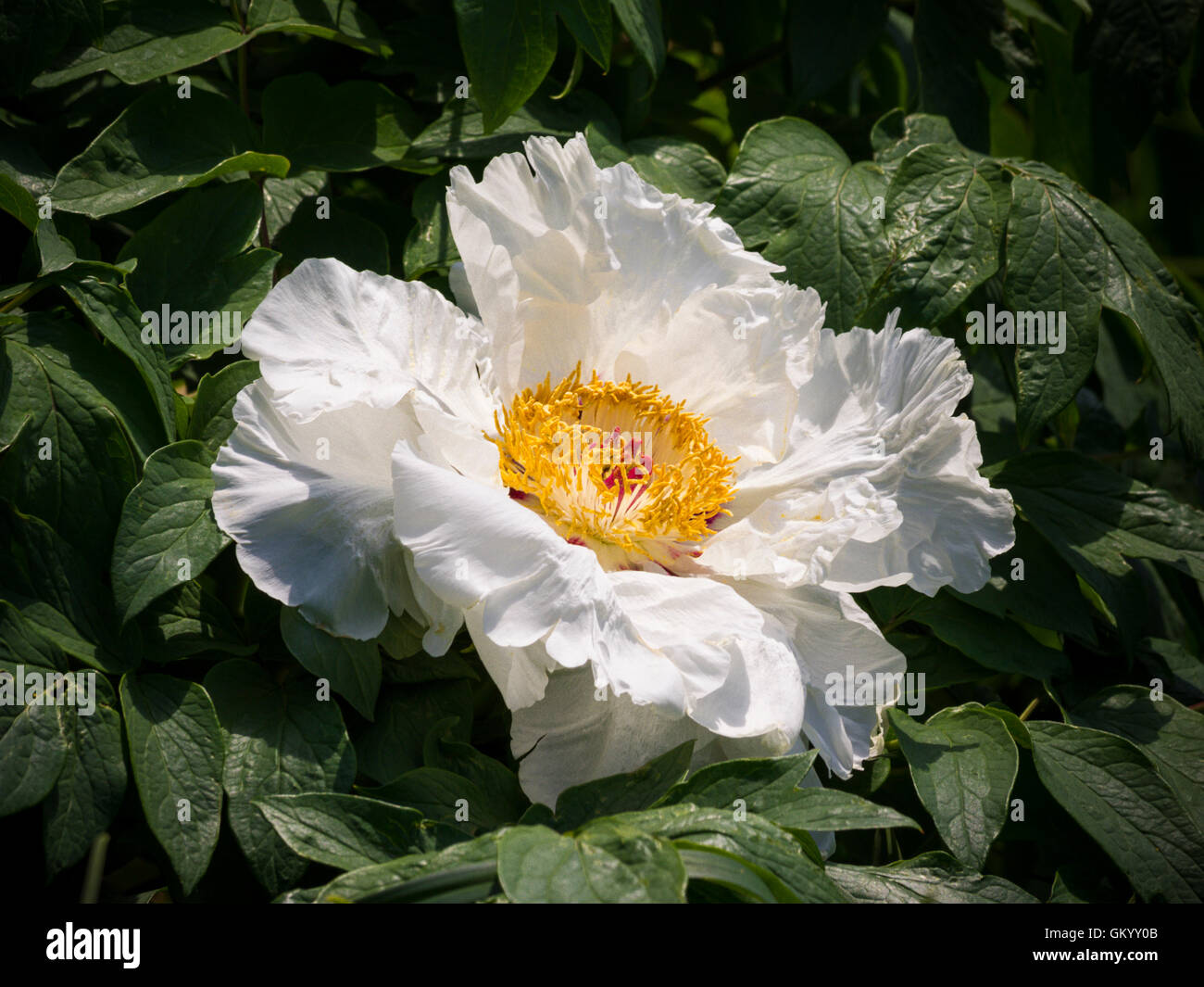 Paeonia rockii hybrid hi-res stock photography and images - Alamy