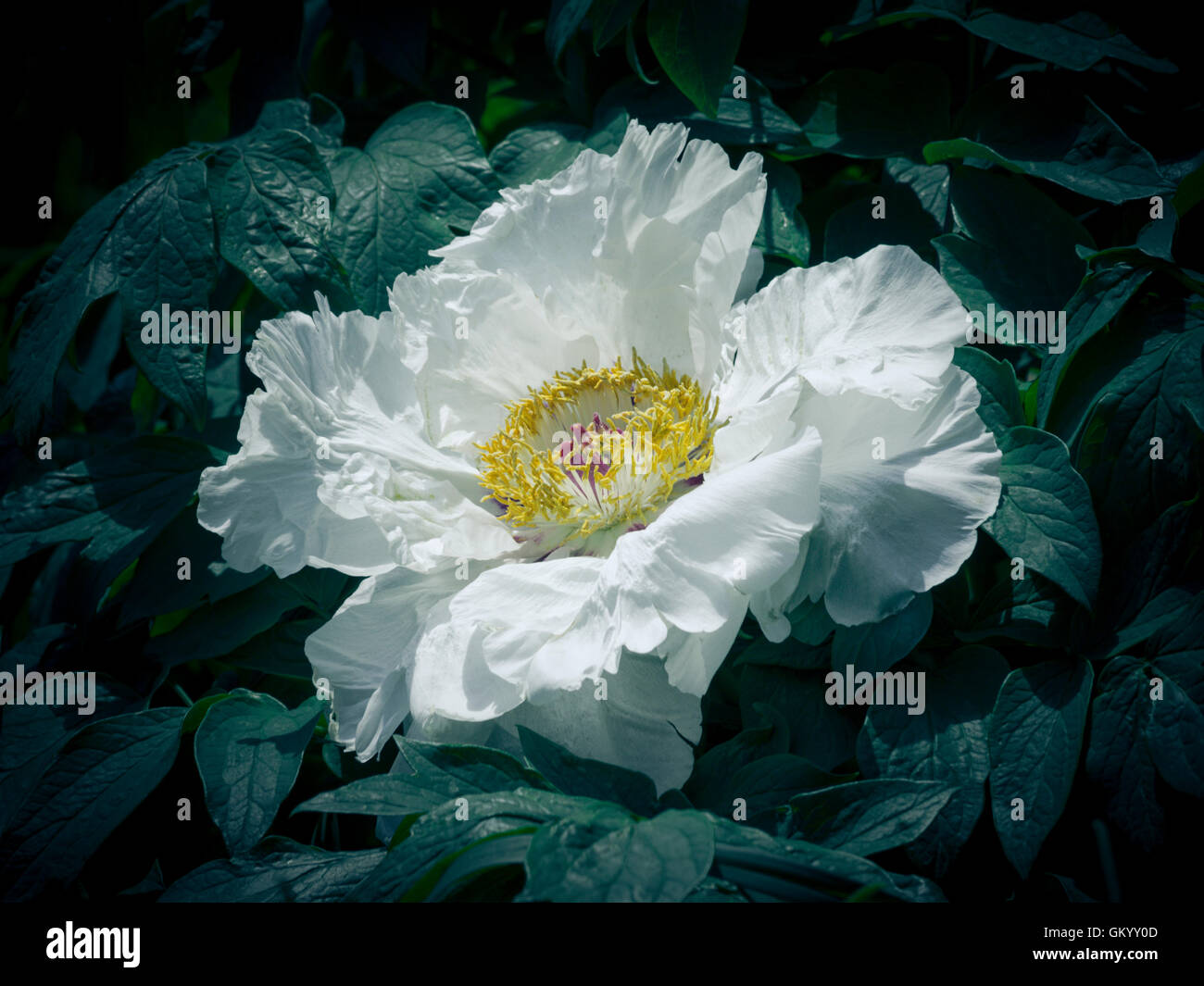 Paeonia rockii hybrid hi-res stock photography and images - Alamy