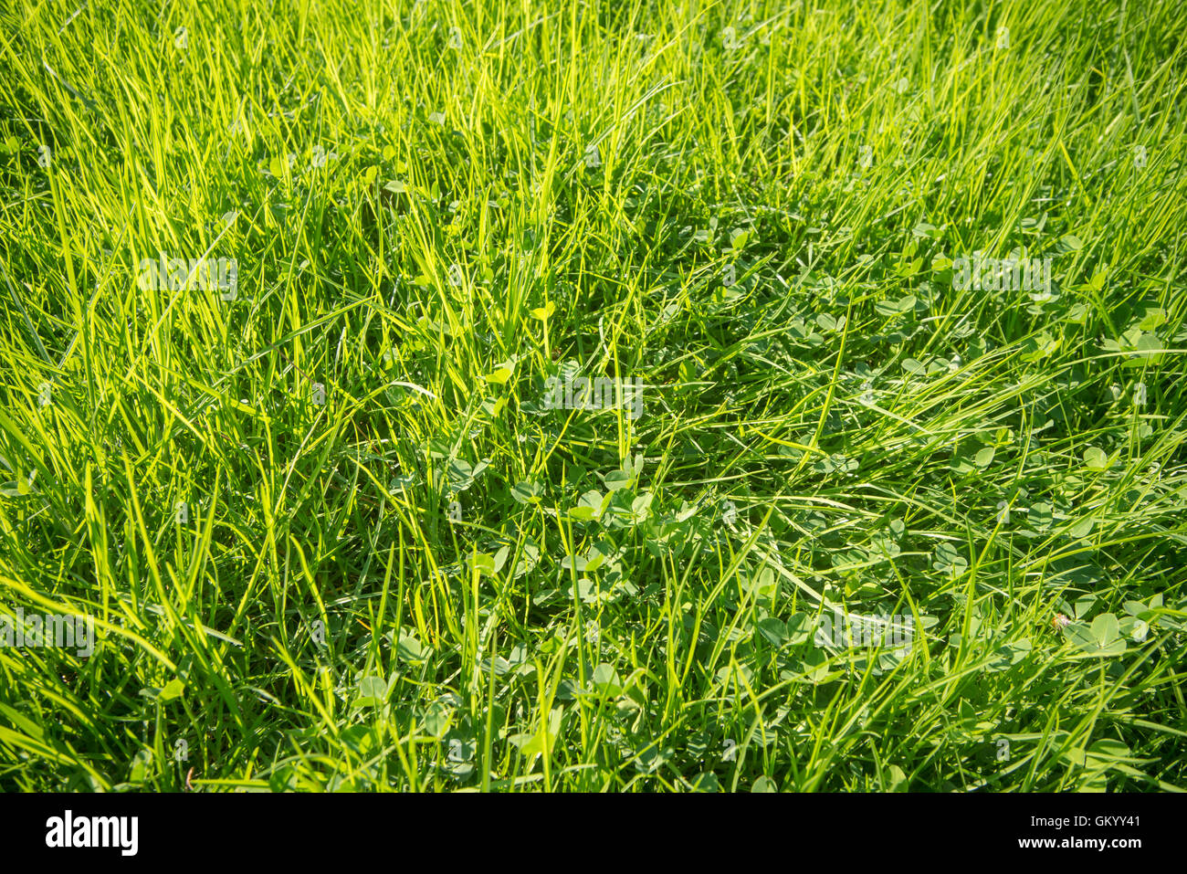 Green grass background Stock Photo - Alamy