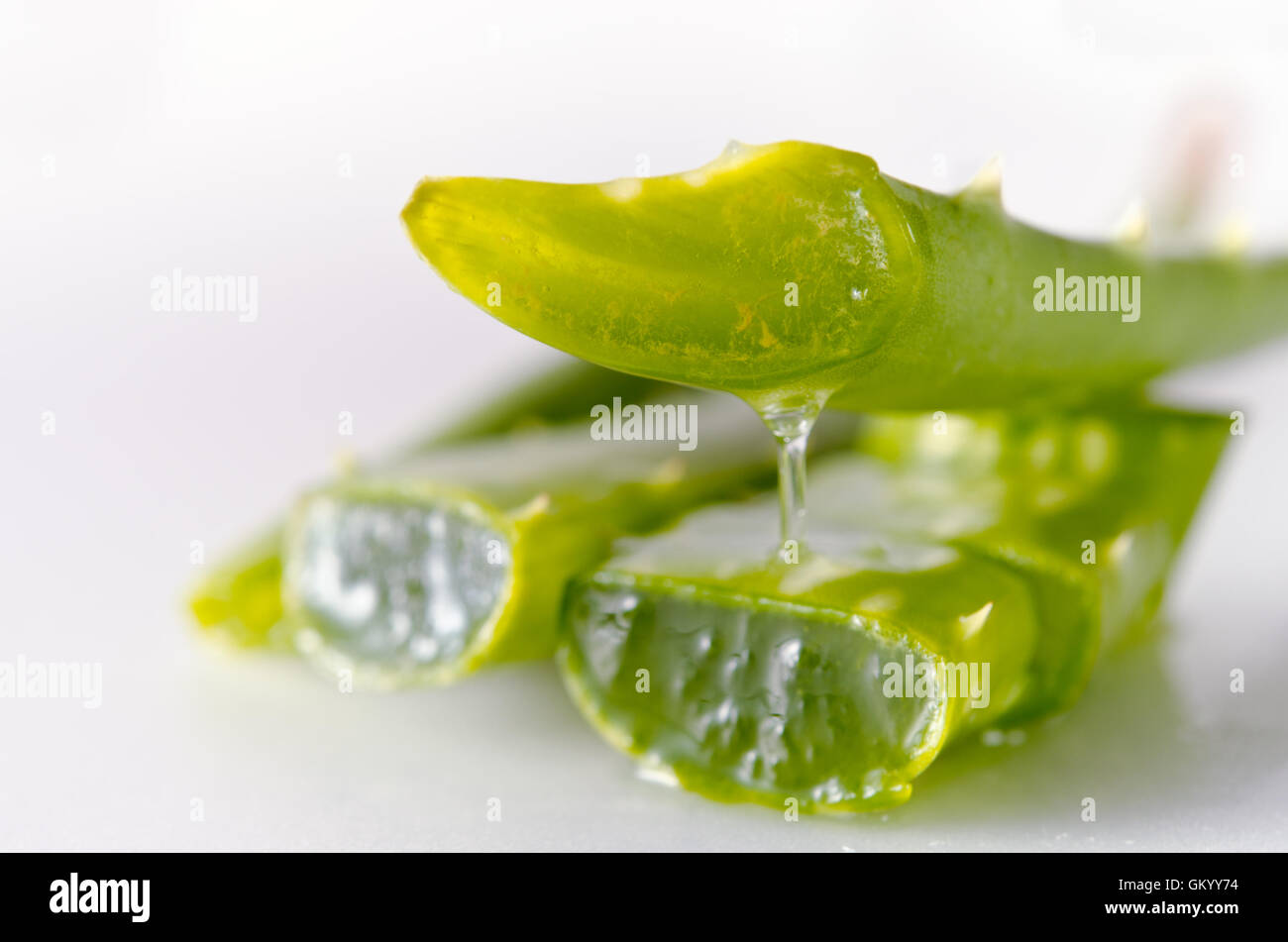 Aloe Vera (Also called as Aloe barbadensis Mill., Star cactus, Aloe ...