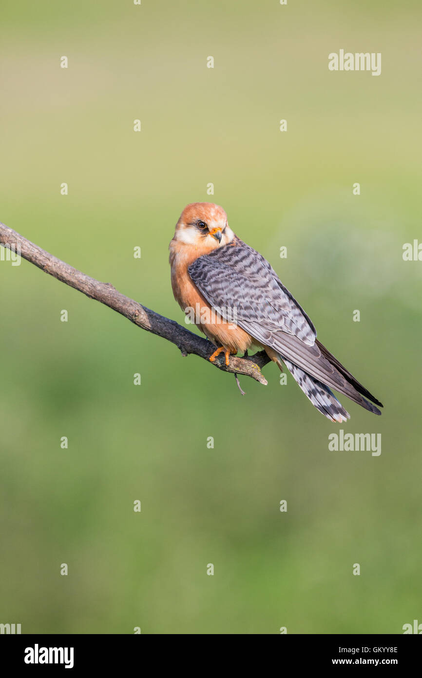 Adult female Red-footed Falcon (Falco vespertinus) perching on a branch ...