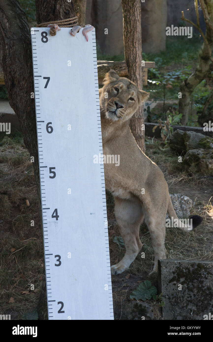 London, UK. 24 August 2016. An Asiatic Lion (Panthera leo persica ...