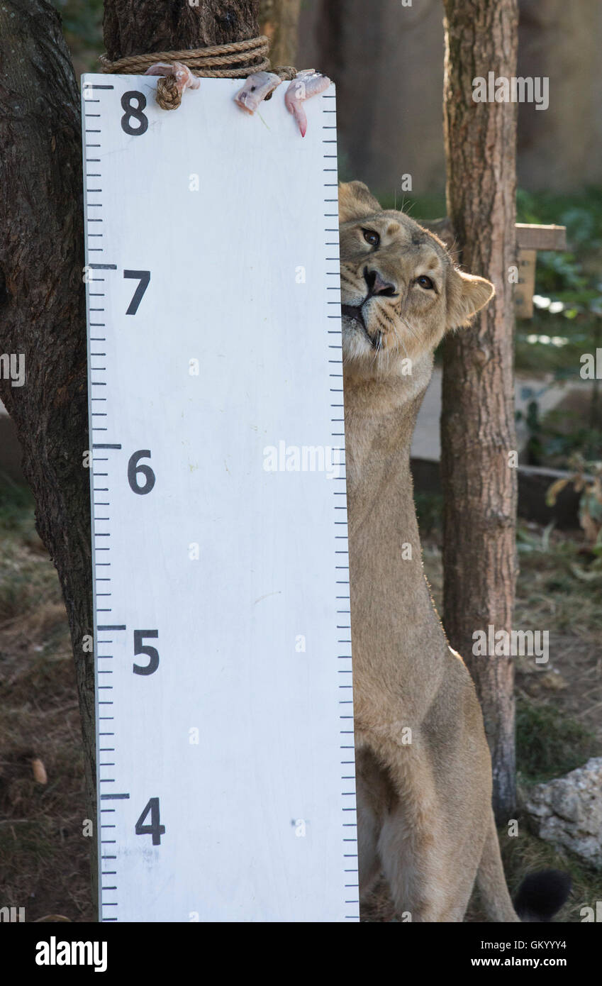 Lowin lowe lion lioness hi-res stock photography and images - Alamy
