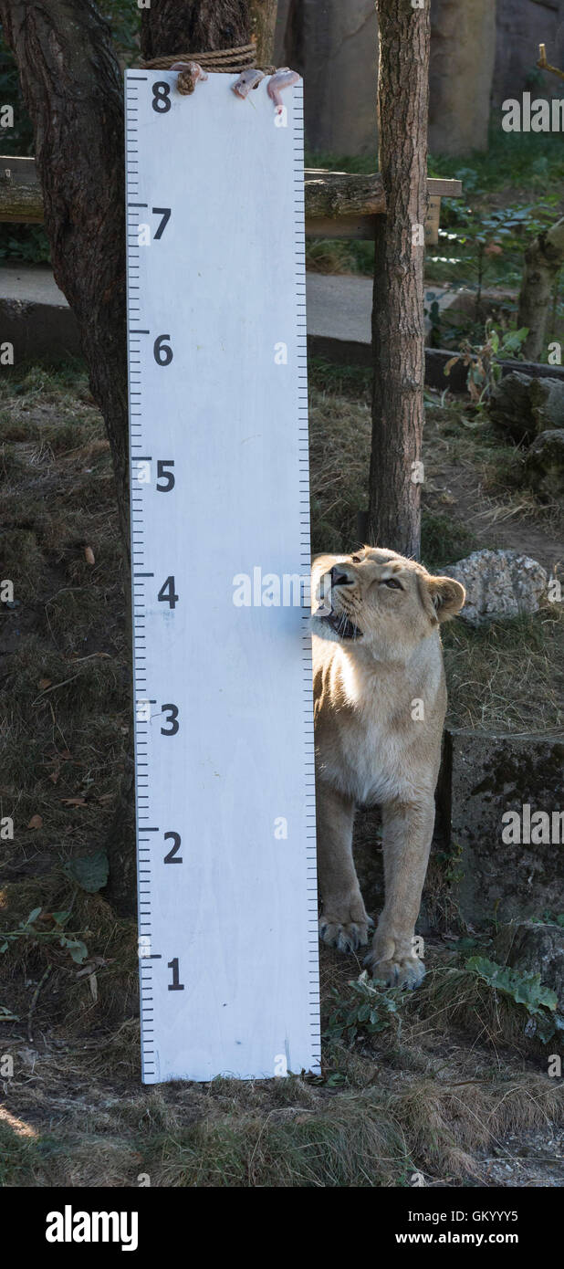 London, UK. 24 August 2016. An Asiatic Lion (Panthera leo persica ...