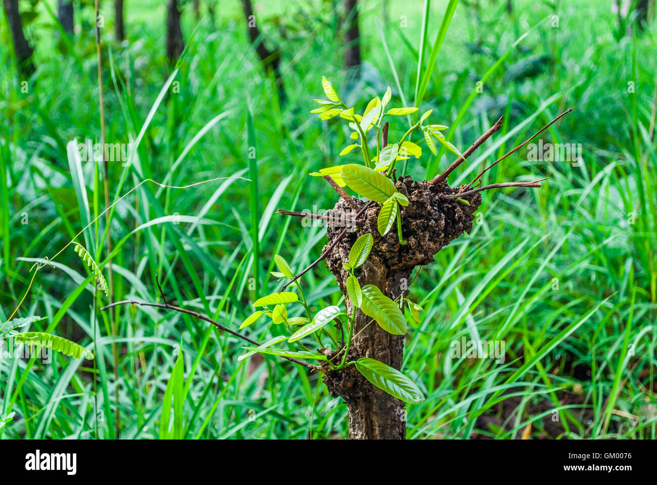 Growing from tree stump hi-res stock photography and images - Alamy
