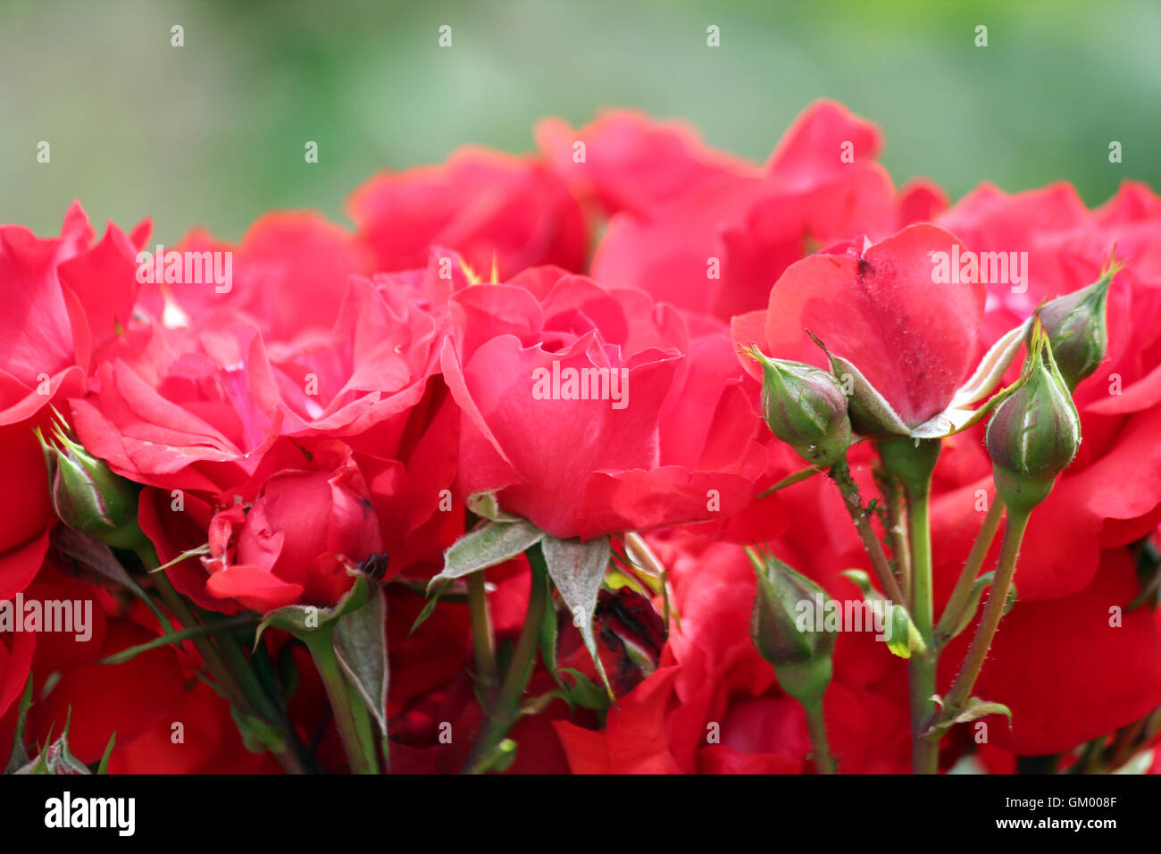 roses close up nature spring scene Stock Photo - Alamy