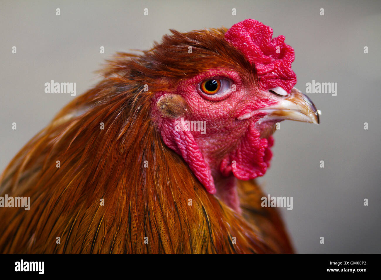 A portrait of a chicken Stock Photo - Alamy