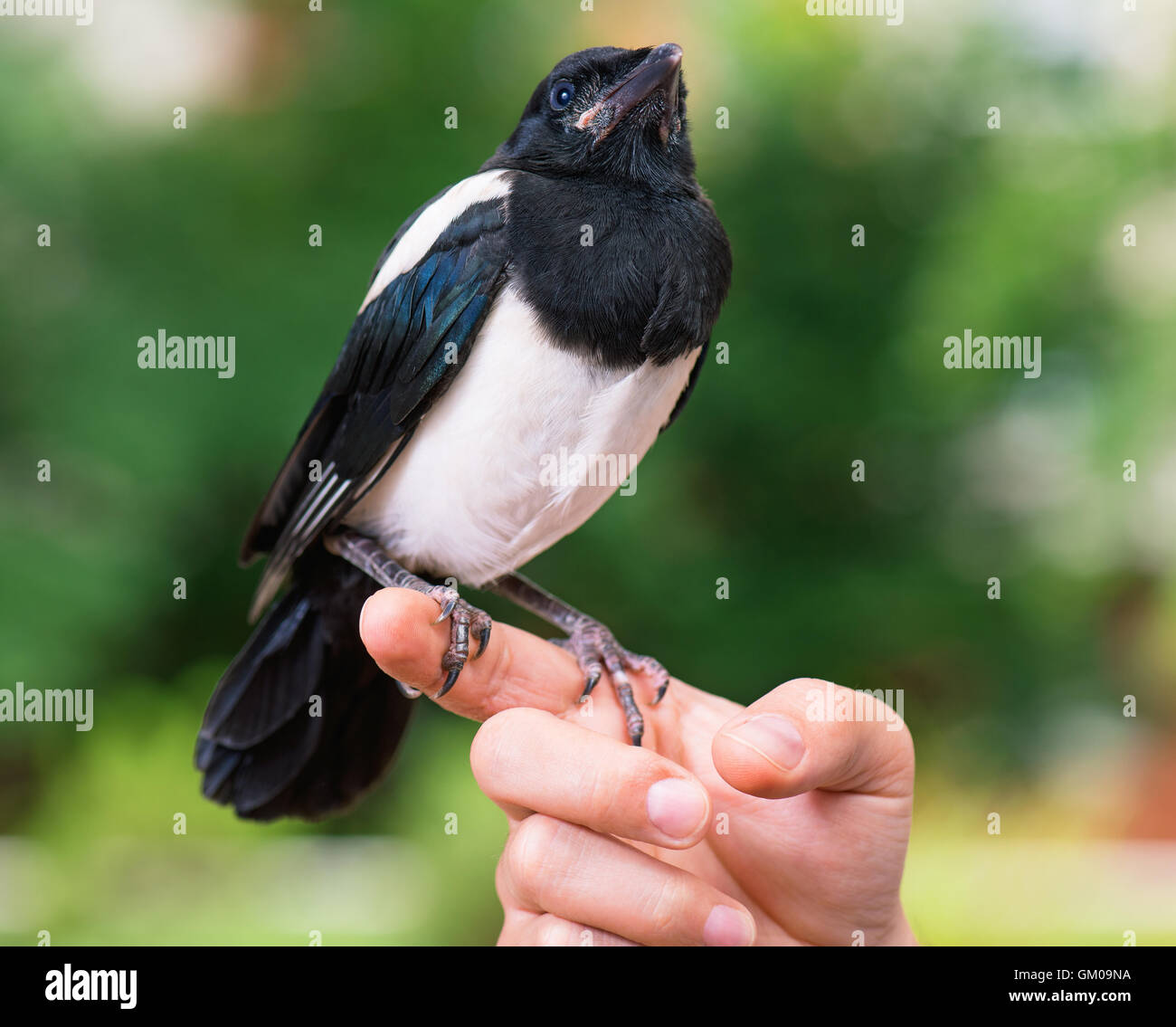 Bird on human hand Stock Photo - Alamy