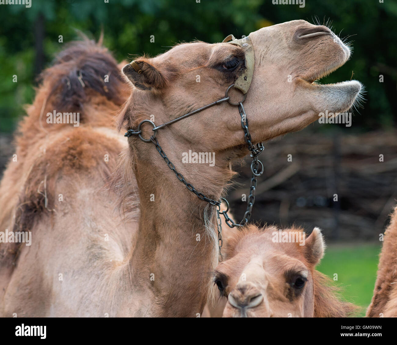 Camel animal portrait Stock Photo - Alamy