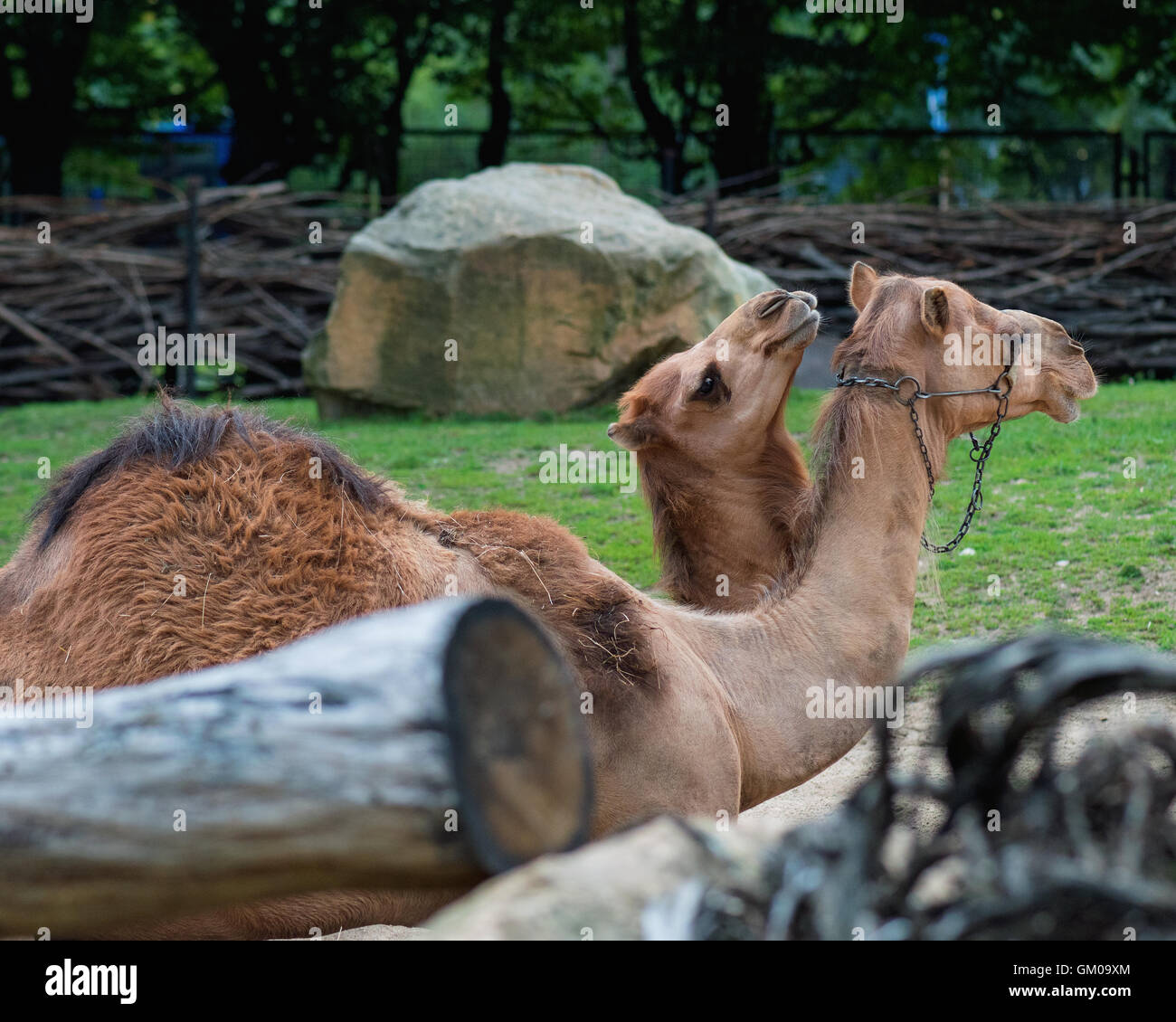 Camel animal portrait Stock Photo - Alamy