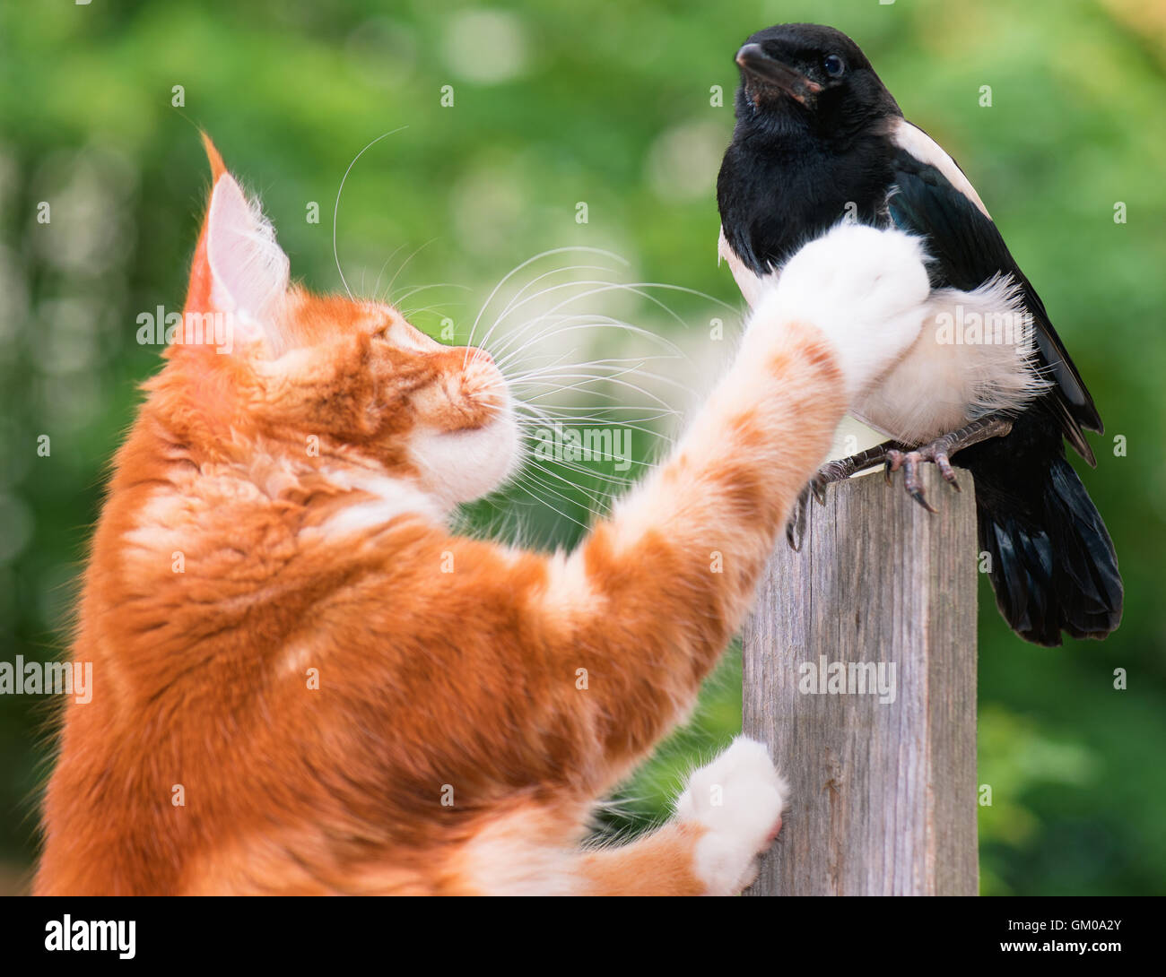 Cat hunted a bird Stock Photo - Alamy