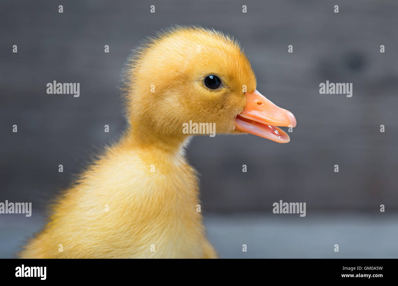Cute little duckling Stock Photo - Alamy