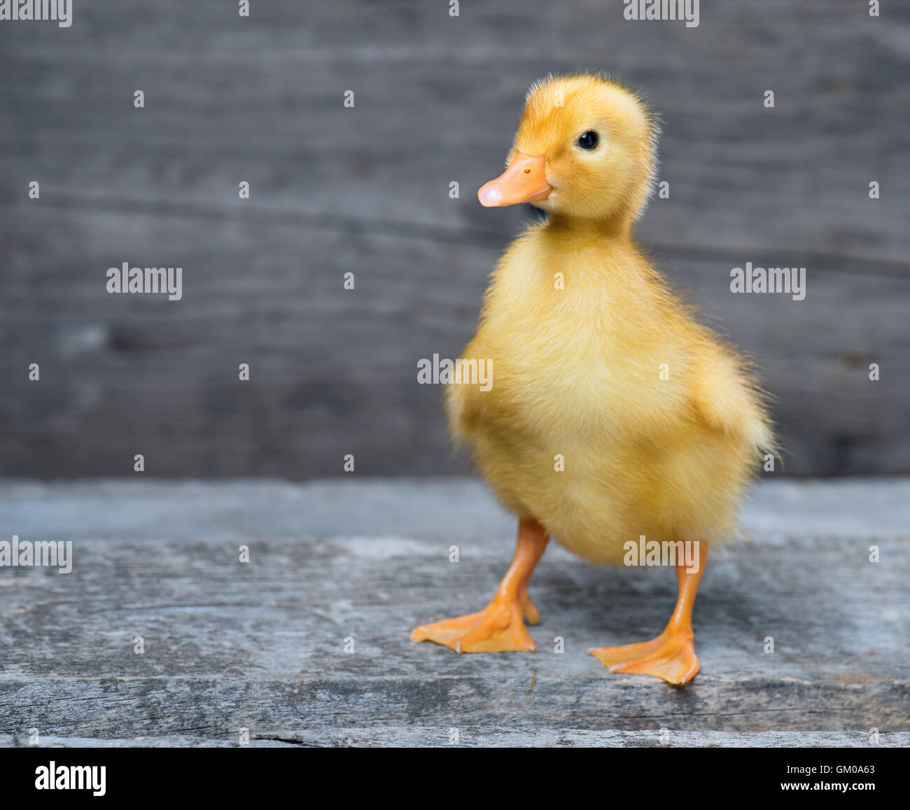 Cute little duckling Stock Photo - Alamy
