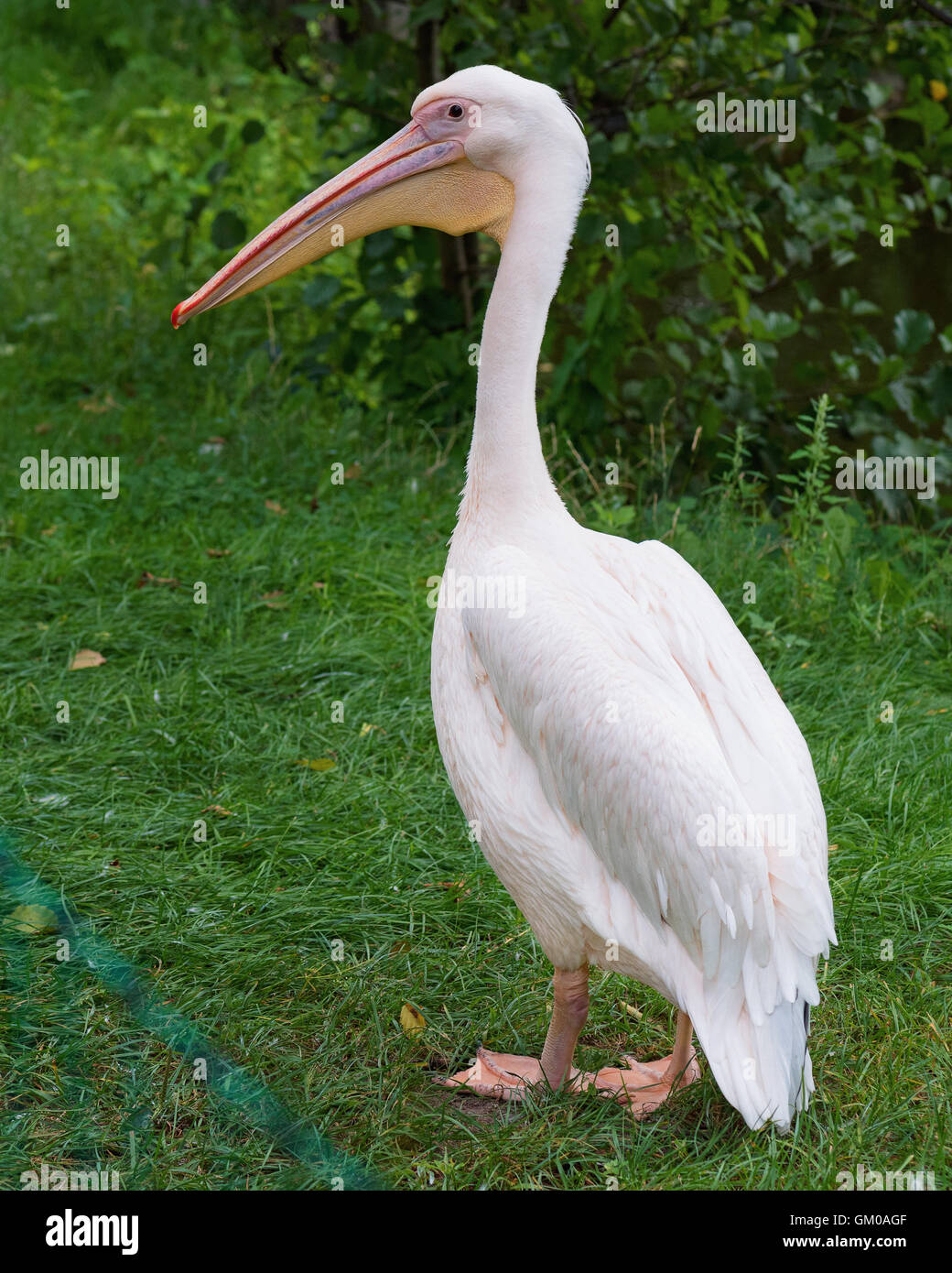 Great White Pelican Stock Photo - Alamy