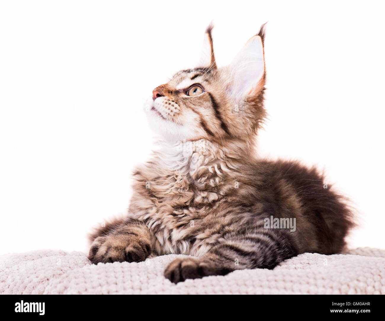 Maine Coon kitten Stock Photo - Alamy