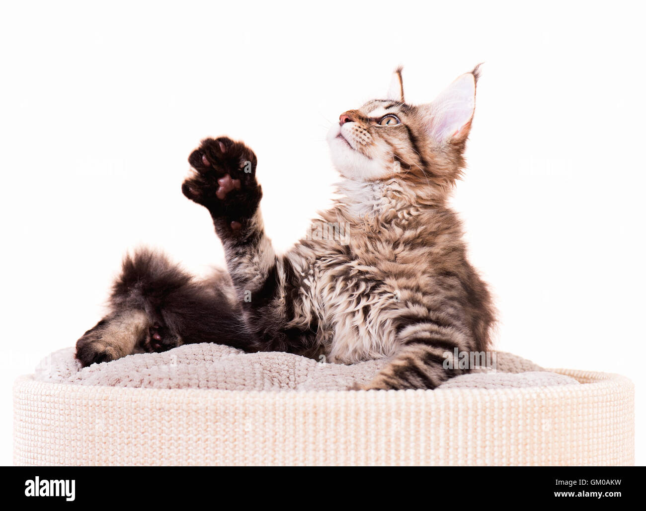 Maine Coon kitten Stock Photo - Alamy