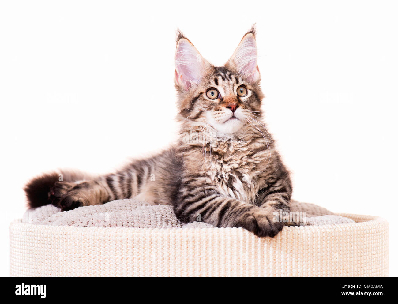 Maine Coon kitten Stock Photo - Alamy