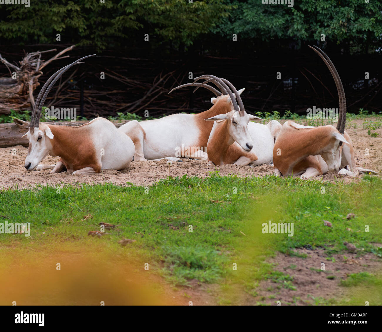 Long horn oryx hi-res stock photography and images - Alamy