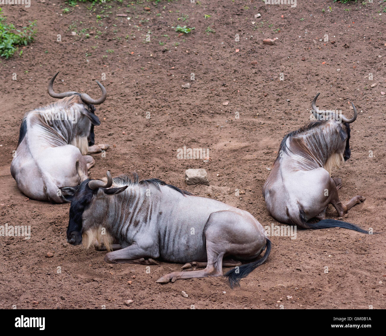 White bearded wildebeest Stock Photo - Alamy