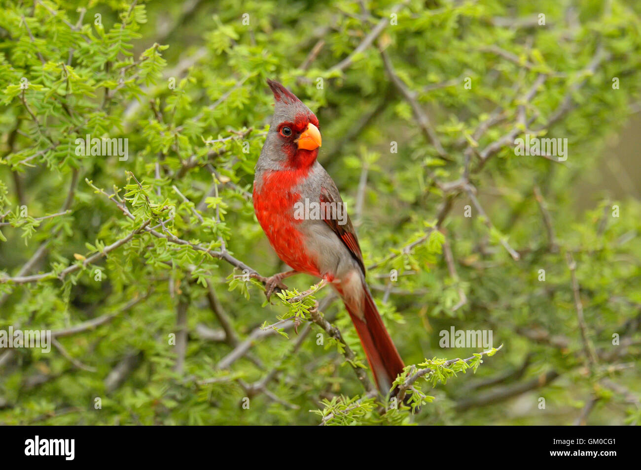 Pyrrhuloxia or Desert Cardinal (Cardinalis sinuatus) Male, Rio Grande ...