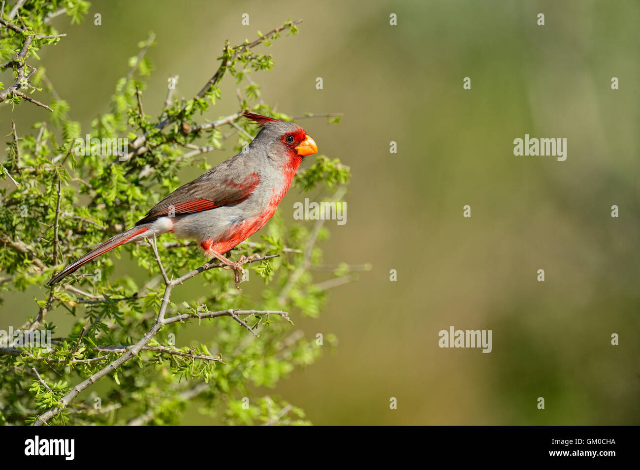 Pyrrhuloxia or Desert Cardinal (Cardinalis sinuatus) Male, Rio Grande ...