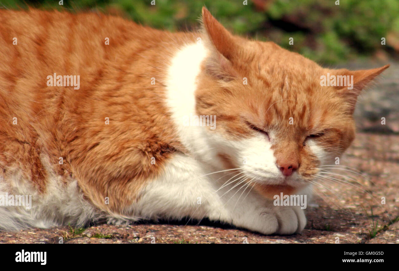 A cat sleeping outside in the sun Stock Photo - Alamy