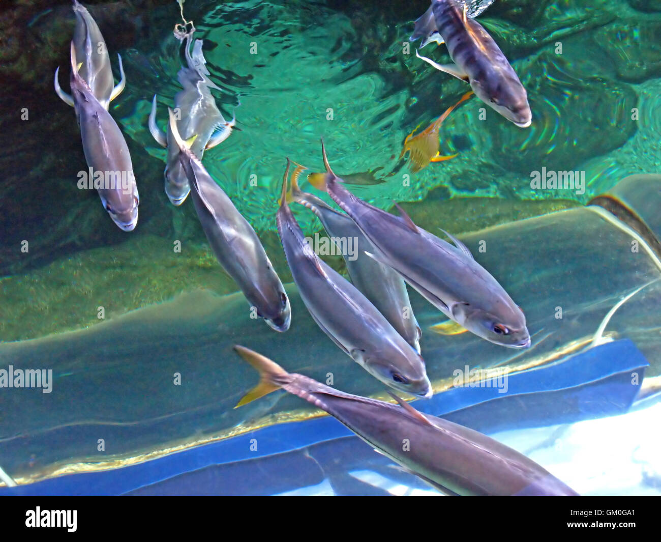 Fishes swimming through the water in an aquarium Stock Photo - Alamy