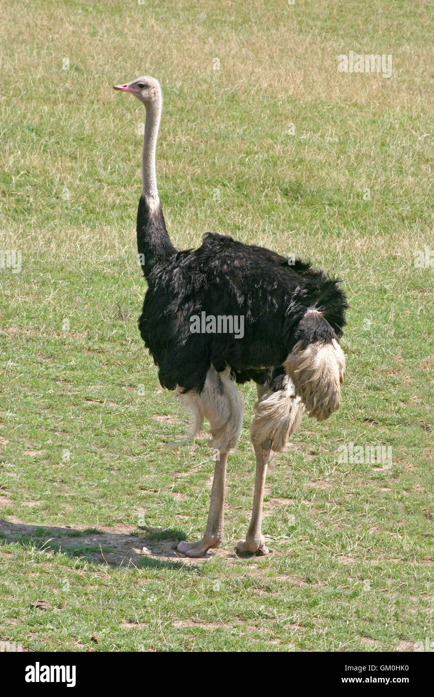 A bird, an ostrich standing on the grass Stock Photo - Alamy