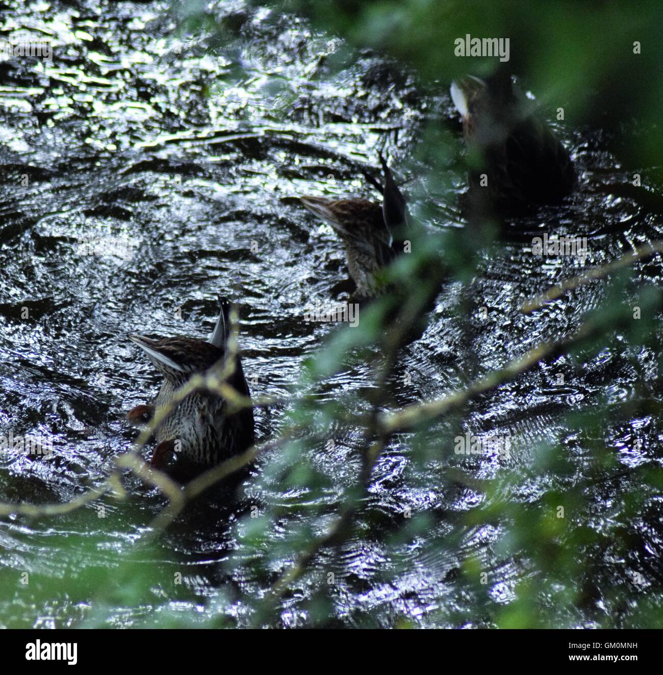 Diving ducks hi-res stock photography and images - Alamy